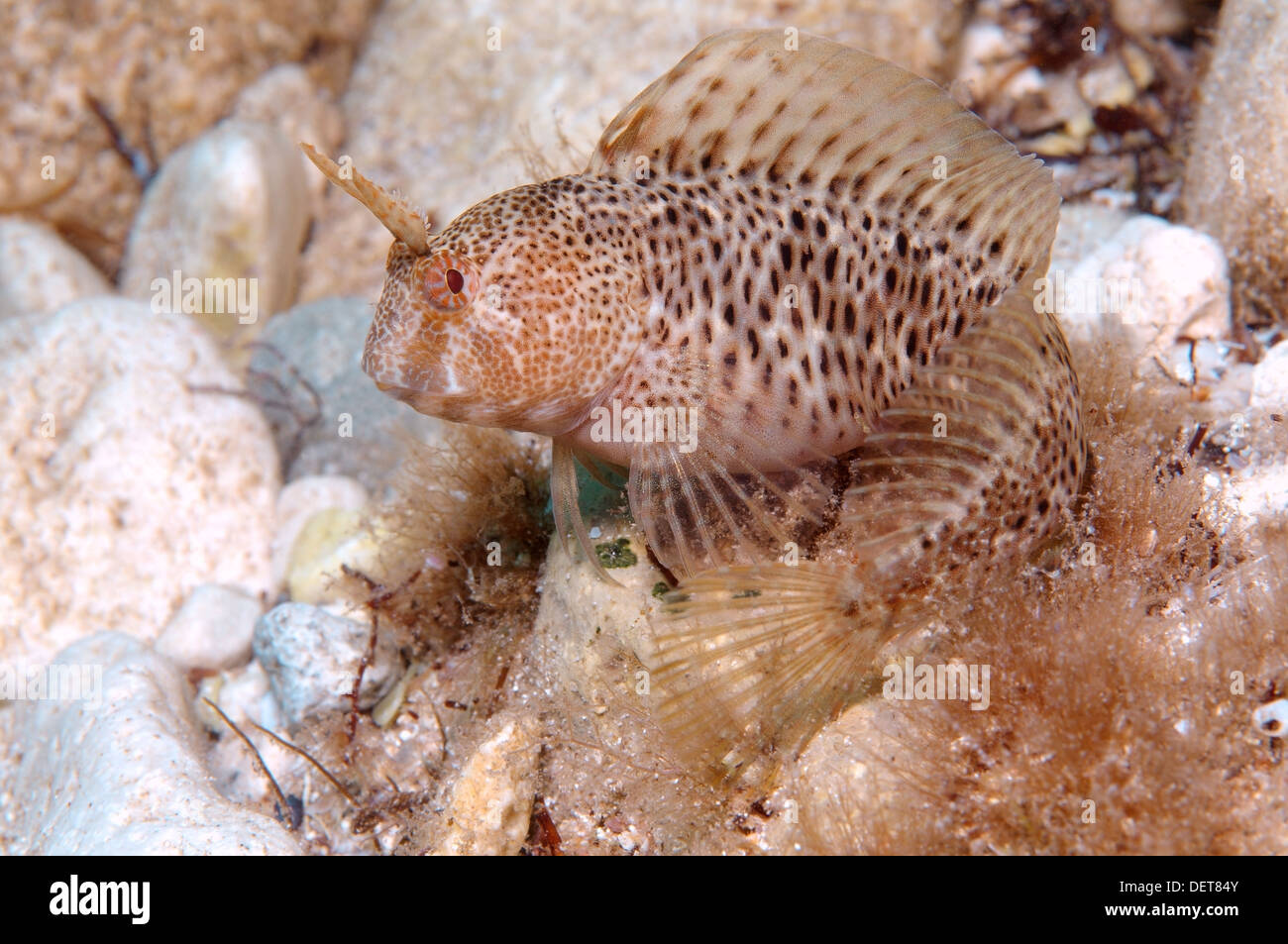 Tentacled blenny parablennius tentacularis hi-res stock photography and ...