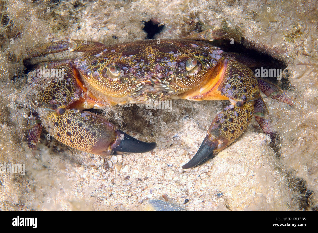Eriphia spinifrons hi-res stock photography and images - Alamy