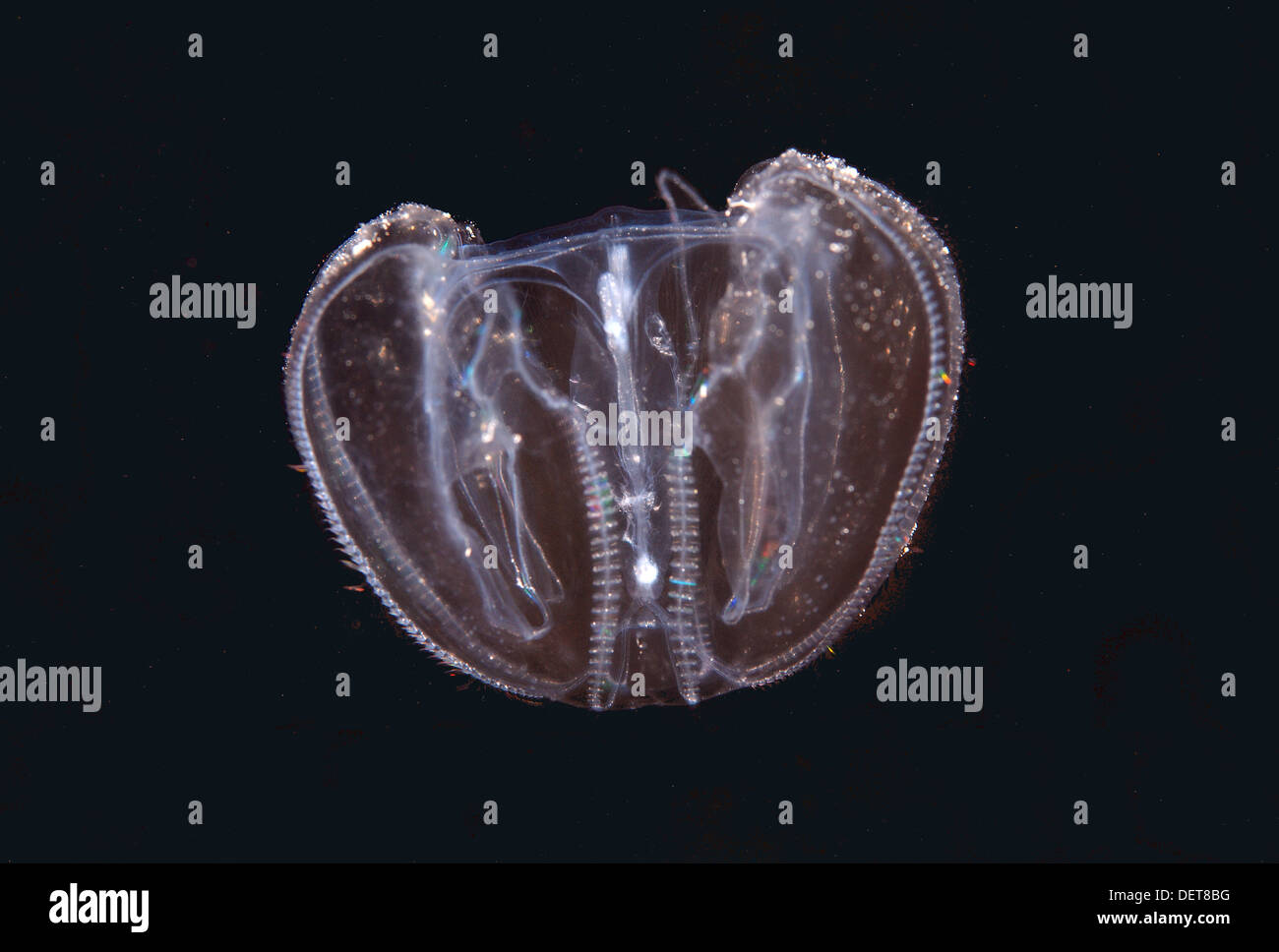 Sea Walnut, American comb jelly, Warty comb jelly or Leidy's comb jelly ...