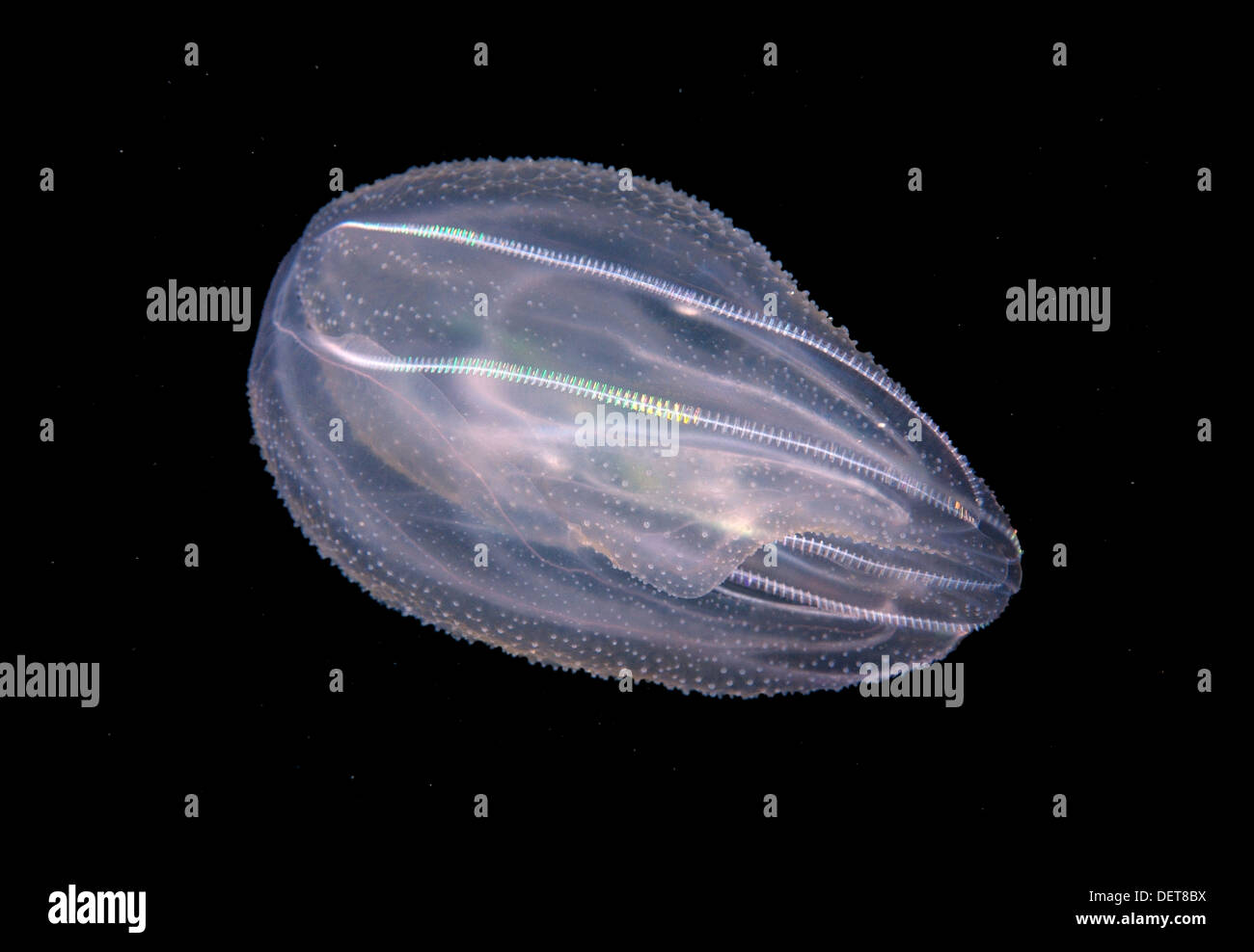 Sea Walnut, American comb jelly, Warty comb jelly or Leidy's comb jelly ...
