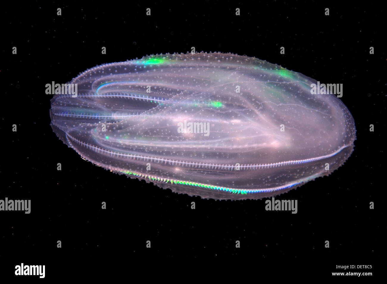 Sea Walnut, American comb jelly, Warty comb jelly or Leidy's comb jelly ...