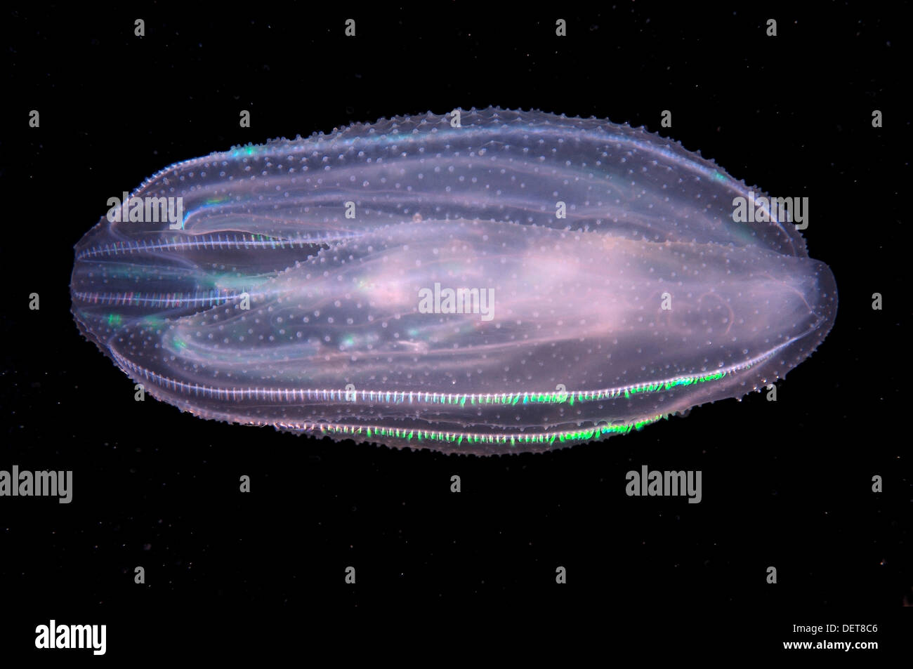 Sea Walnut, American comb jelly, Warty comb jelly or Leidy's comb jelly ...