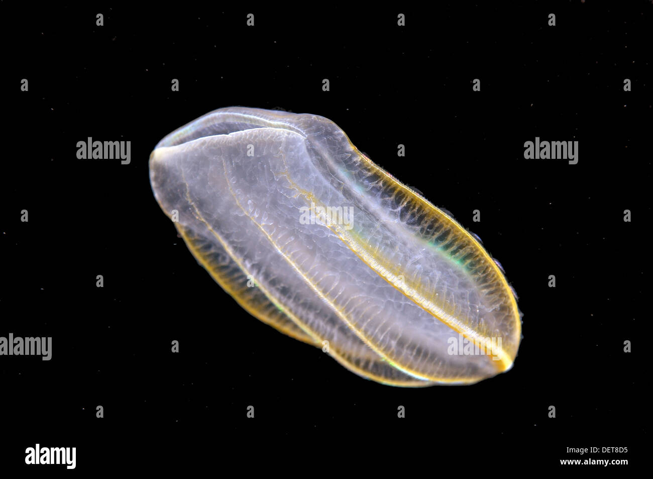 Brown column hi-res stock photography and images - Alamy