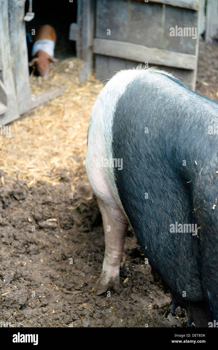 Big bum hi-res stock photography and images - Alamy