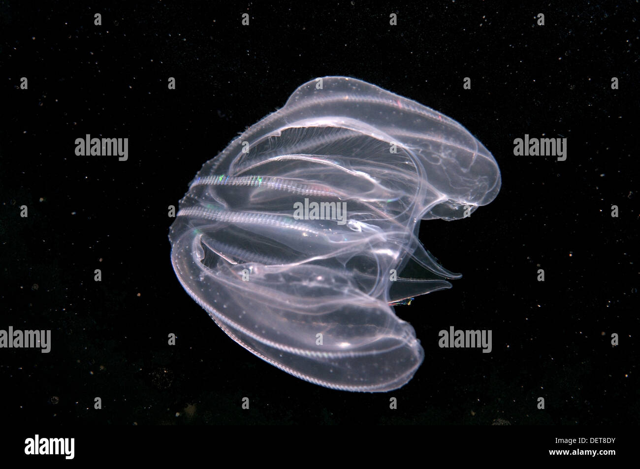 Warty comb jelly hi-res stock photography and images - Alamy