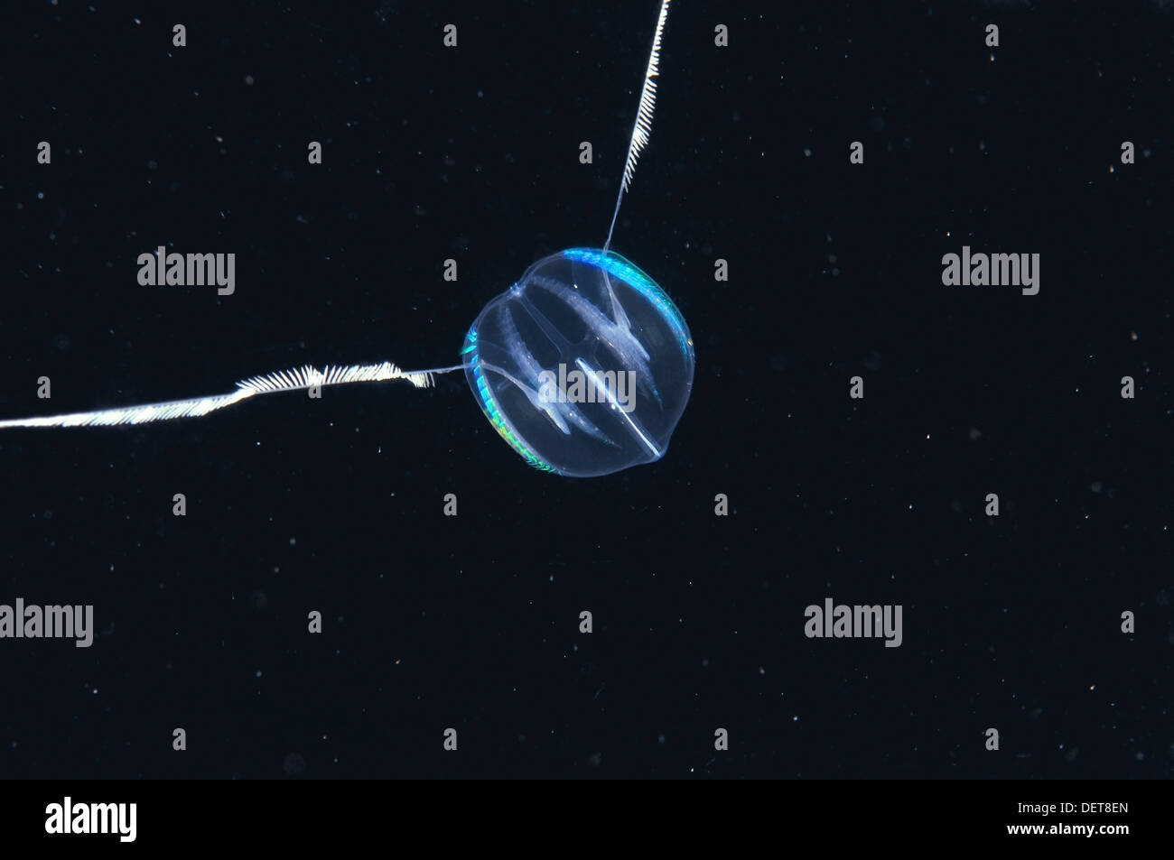 Jellyfish sea gooseberry pleurobrachia pileus hi-res stock photography ...