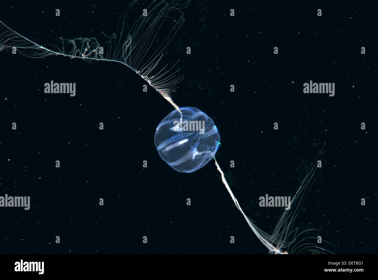 Sea gooseberry or Sea grape (Pleurobrachia pileus Stock Photo - Alamy