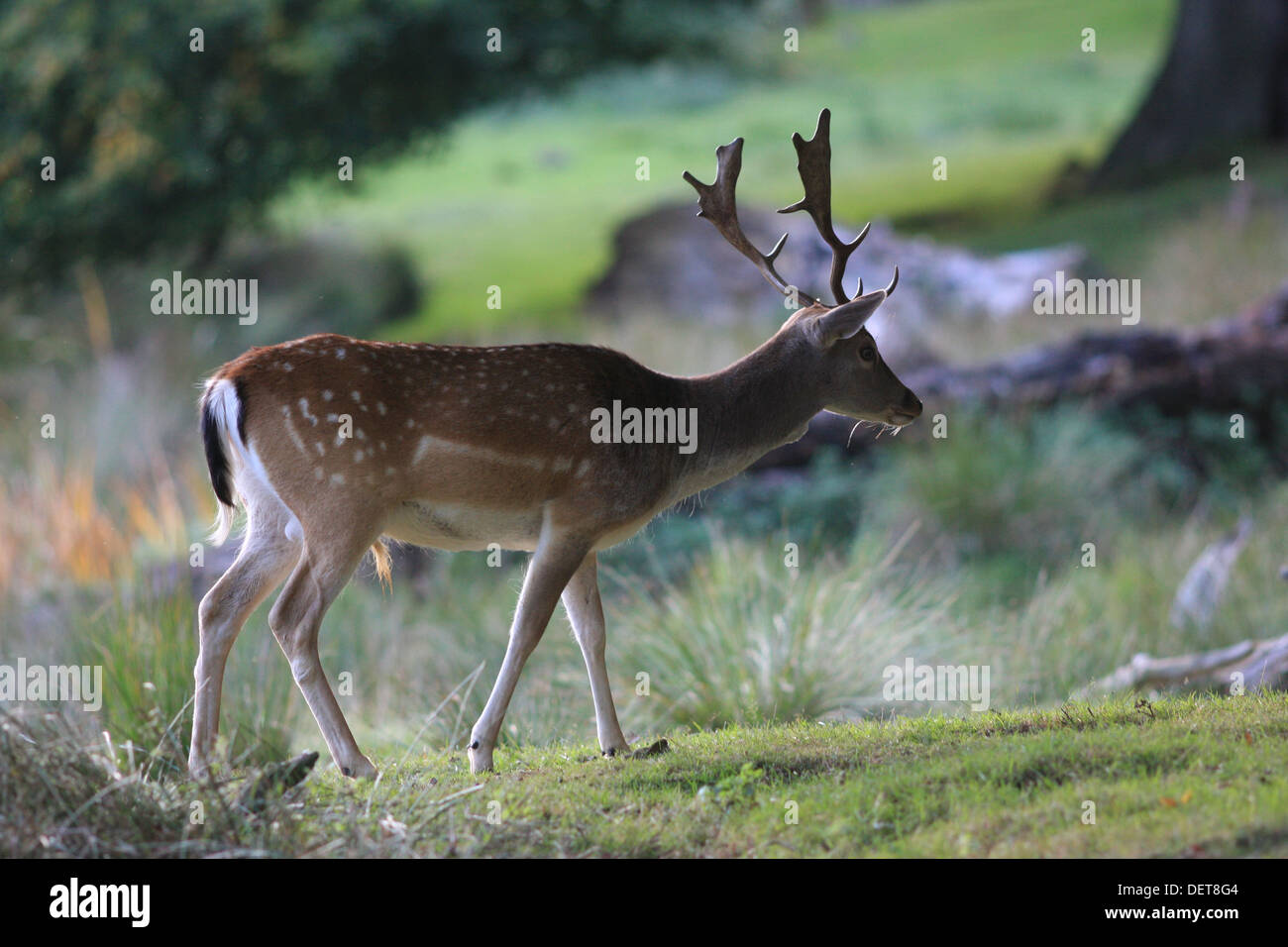 A male fallow deer walking in the evening sun light Stock Photo - Alamy