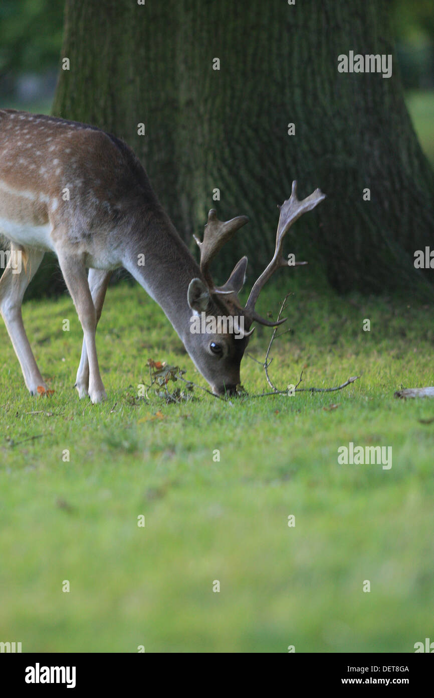 A fallow deer grazes in the evening sun light Stock Photo - Alamy