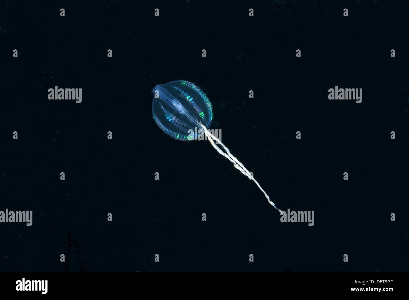 Sea gooseberry or Sea grape (Pleurobrachia pileus Stock Photo - Alamy