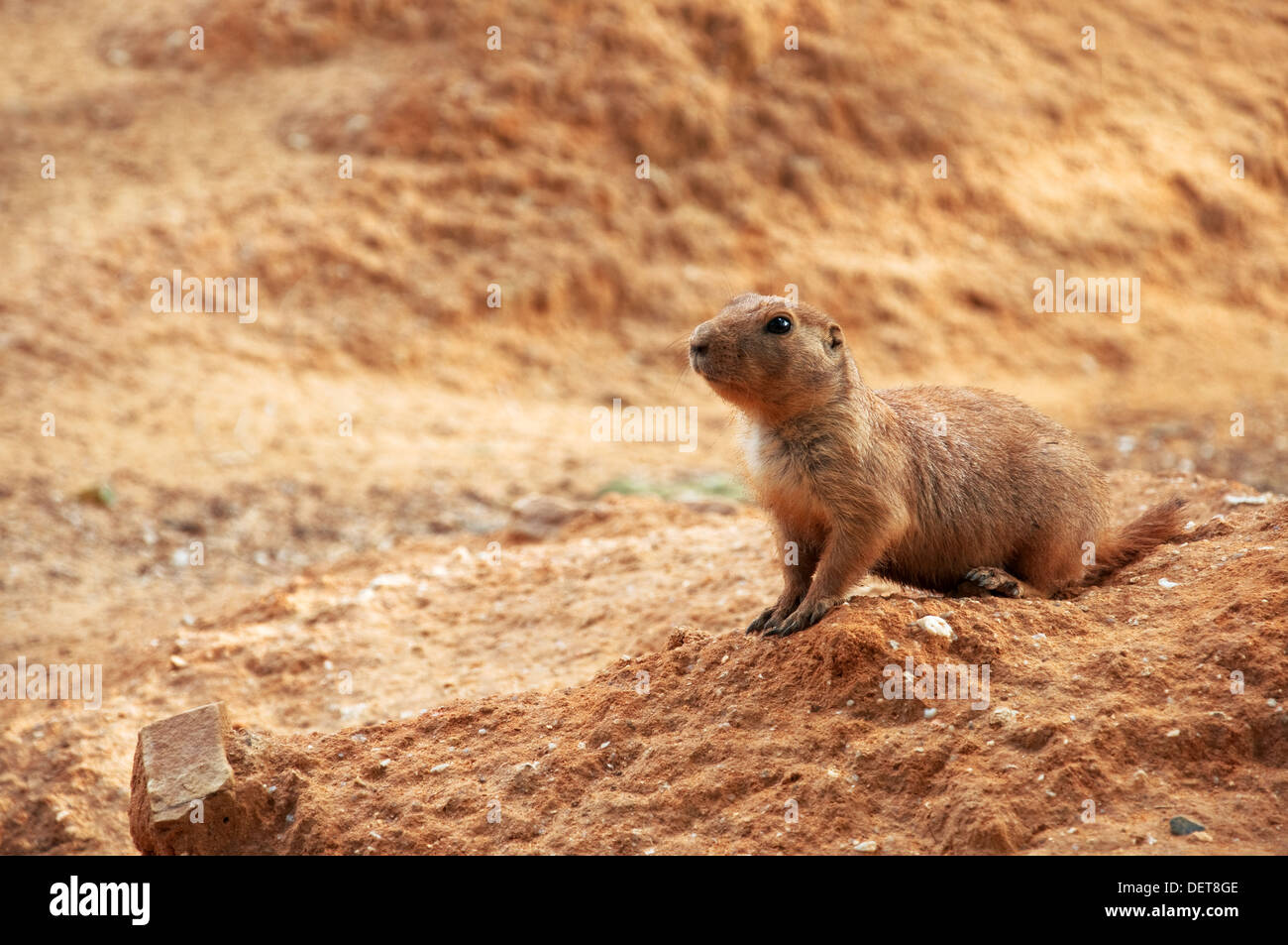 Black tailed prairie dog teeth hi-res stock photography and images - Alamy