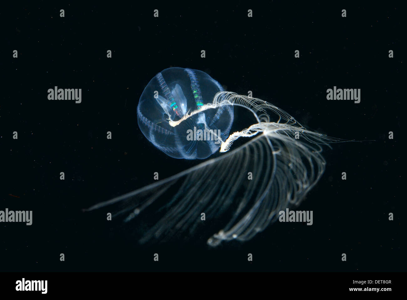 Sea gooseberry or Sea grape (Pleurobrachia pileus Stock Photo - Alamy