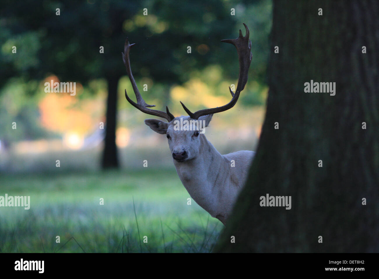 A male fallow deer looks from behind a tree Stock Photo - Alamy