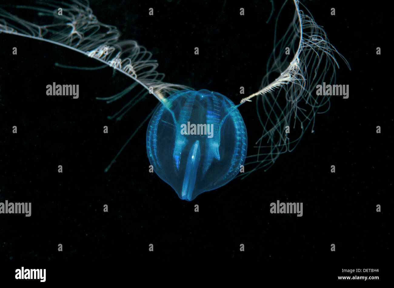 Sea gooseberry or Sea grape (Pleurobrachia pileus Stock Photo - Alamy