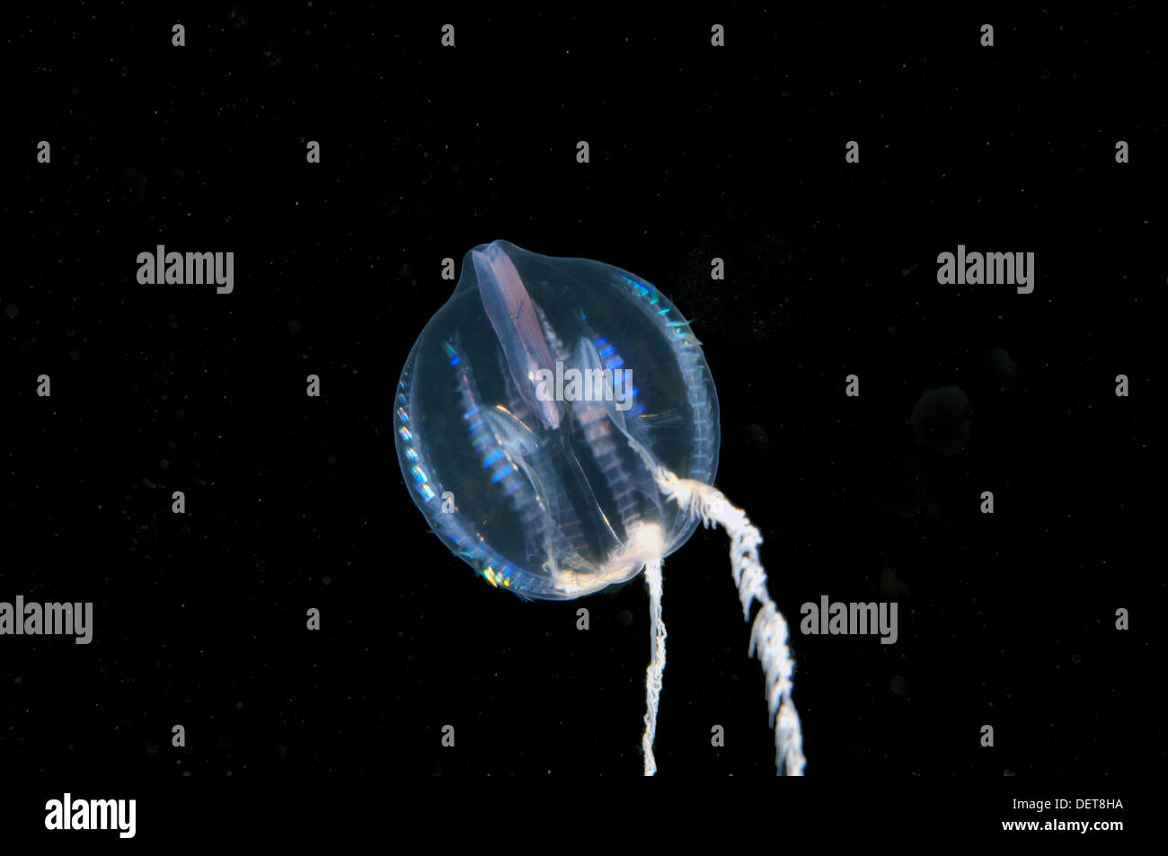 Sea gooseberry or Sea grape (Pleurobrachia pileus Stock Photo - Alamy