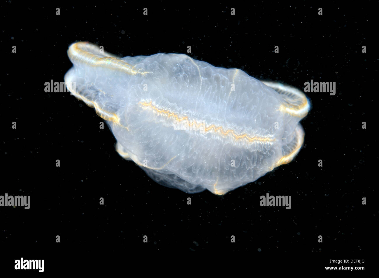 Beroe hi-res stock photography and images - Alamy