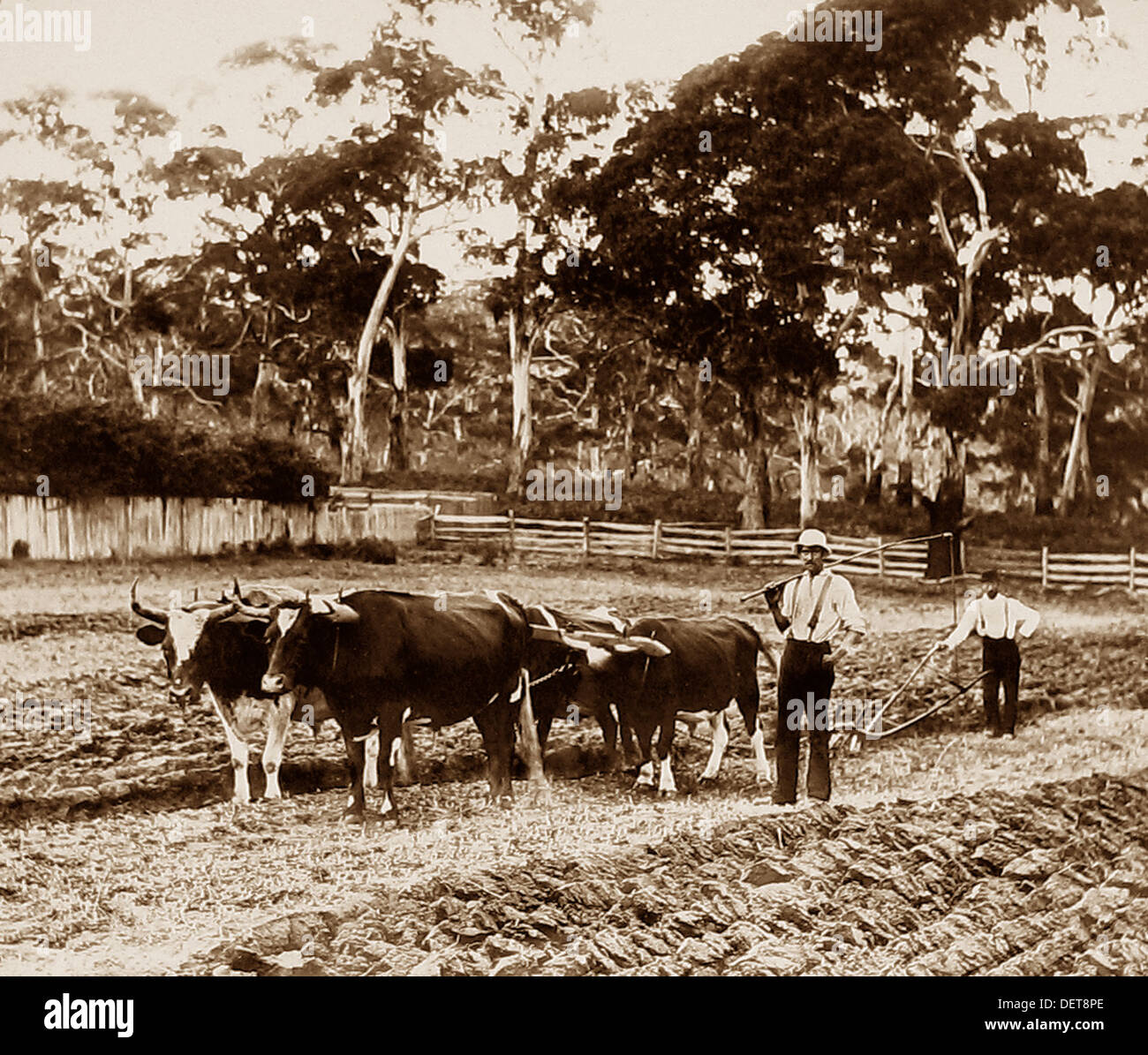 Farming in Tasmania Victorian period Stock Photo - Alamy