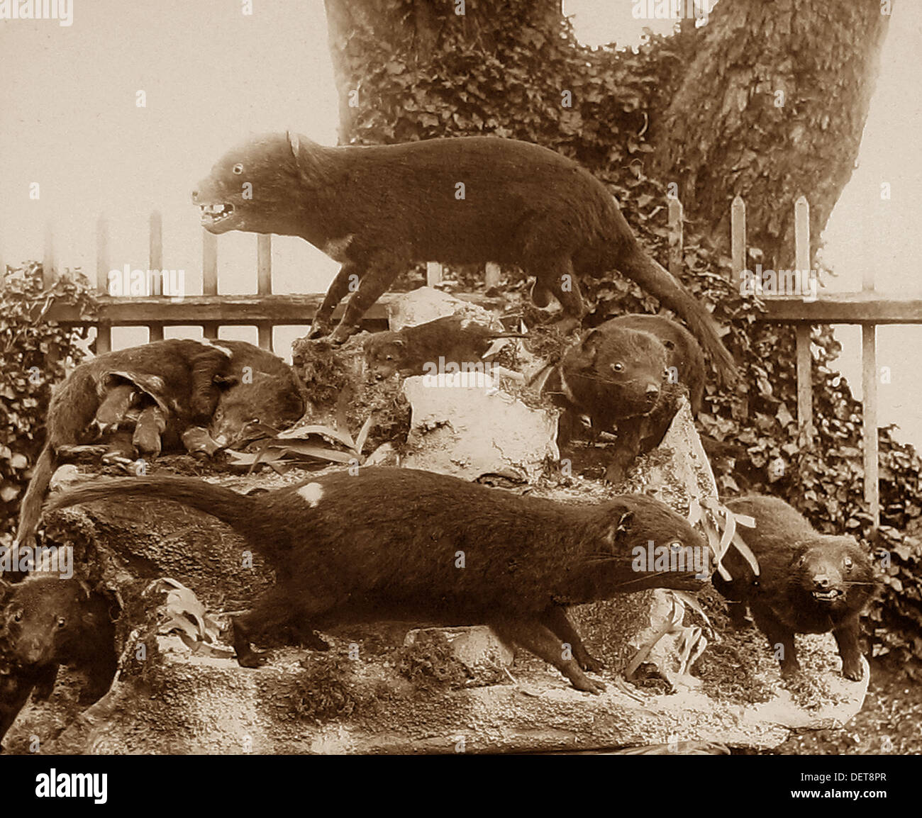 Tasmanian Devils Victorian period Stock Photo - Alamy