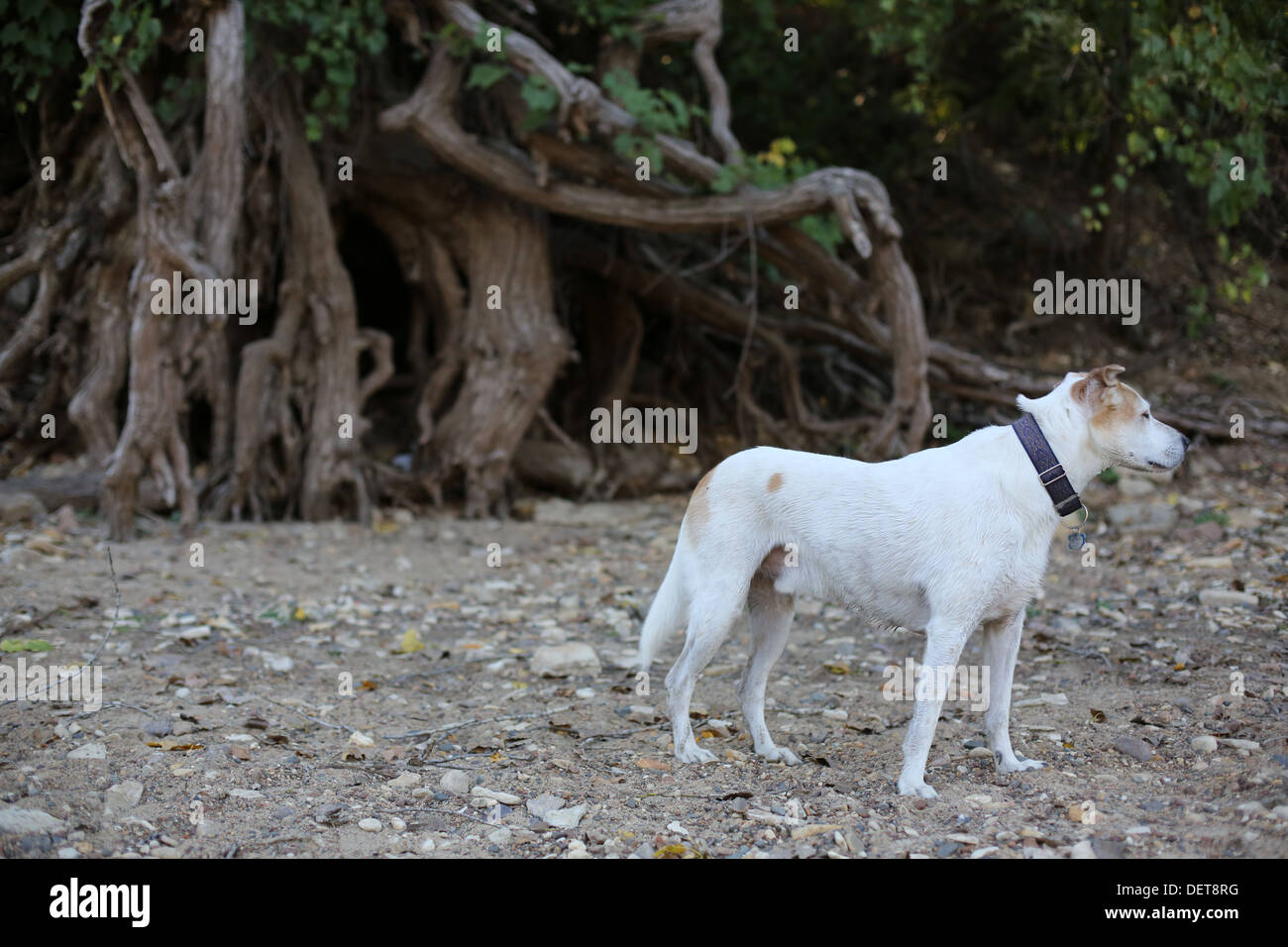 Dog standing next tree exposed hi-res stock photography and images - Alamy