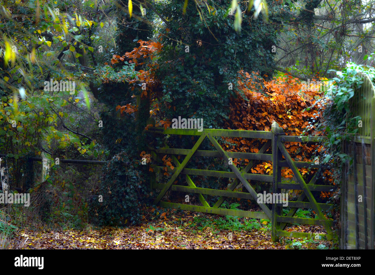 Gate autumn hi-res stock photography and images - Alamy