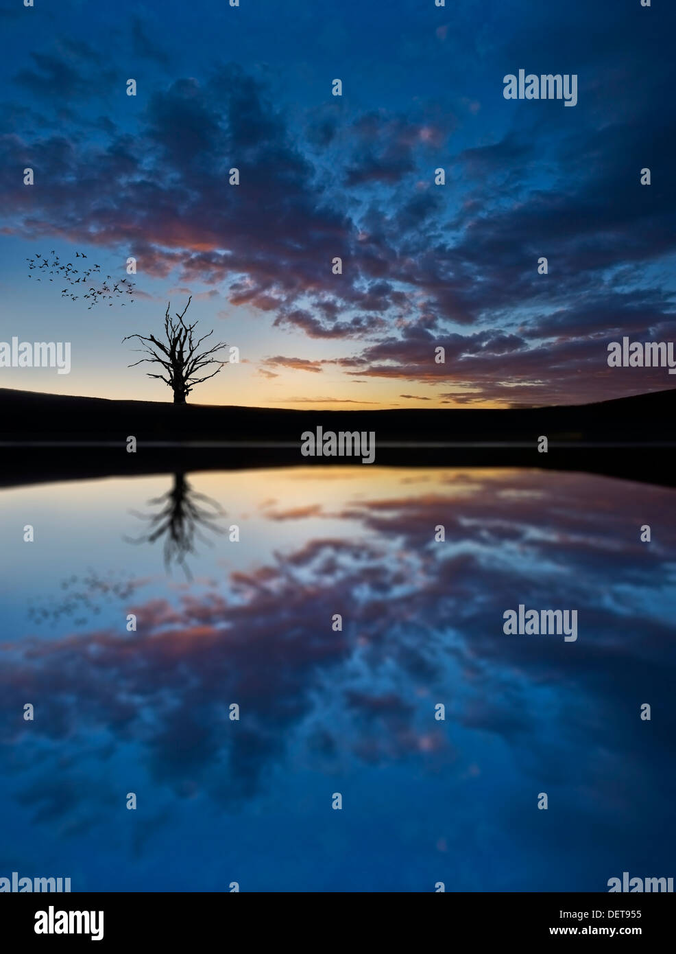 A dead tree, flock of birds and a sunset reflect in a lake Stock Photo ...