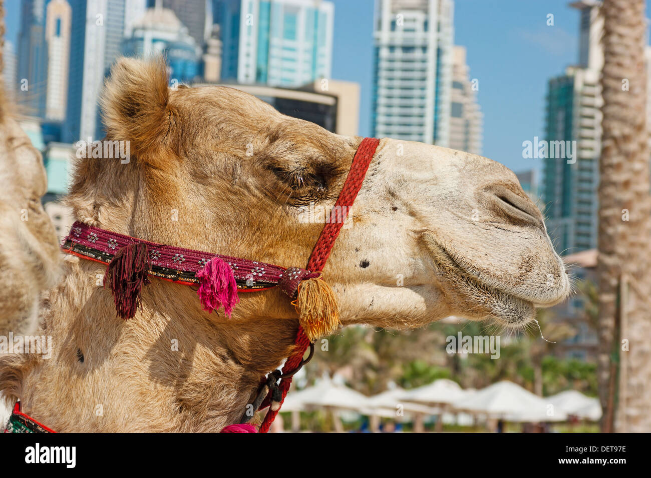 Camel at the urban building background of Dubai. UAE Stock Photo - Alamy