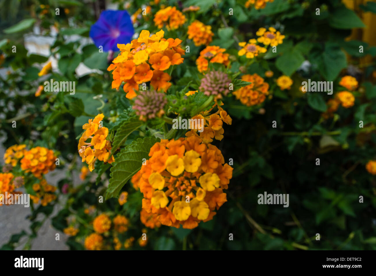 Images of flowers with vivid colors Stock Photo - Alamy