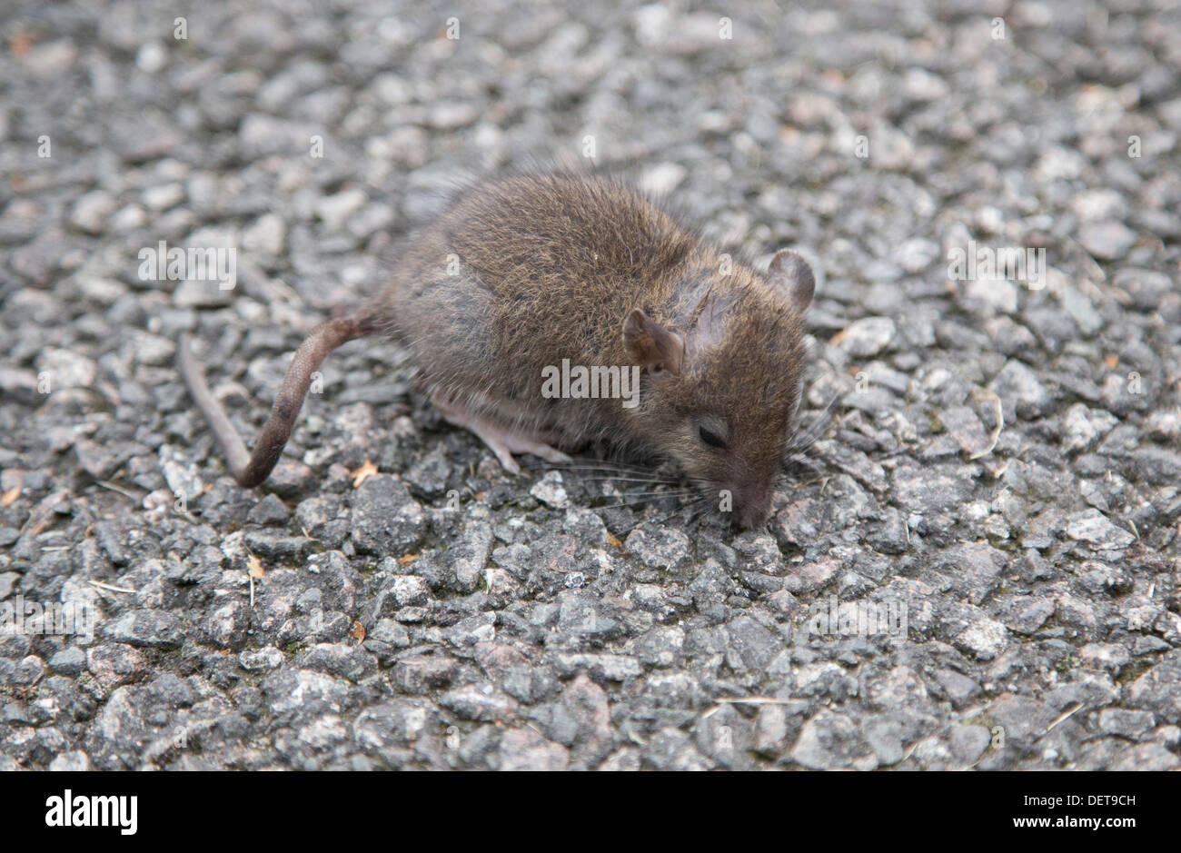 Baby rat hi-res stock photography and images - Alamy