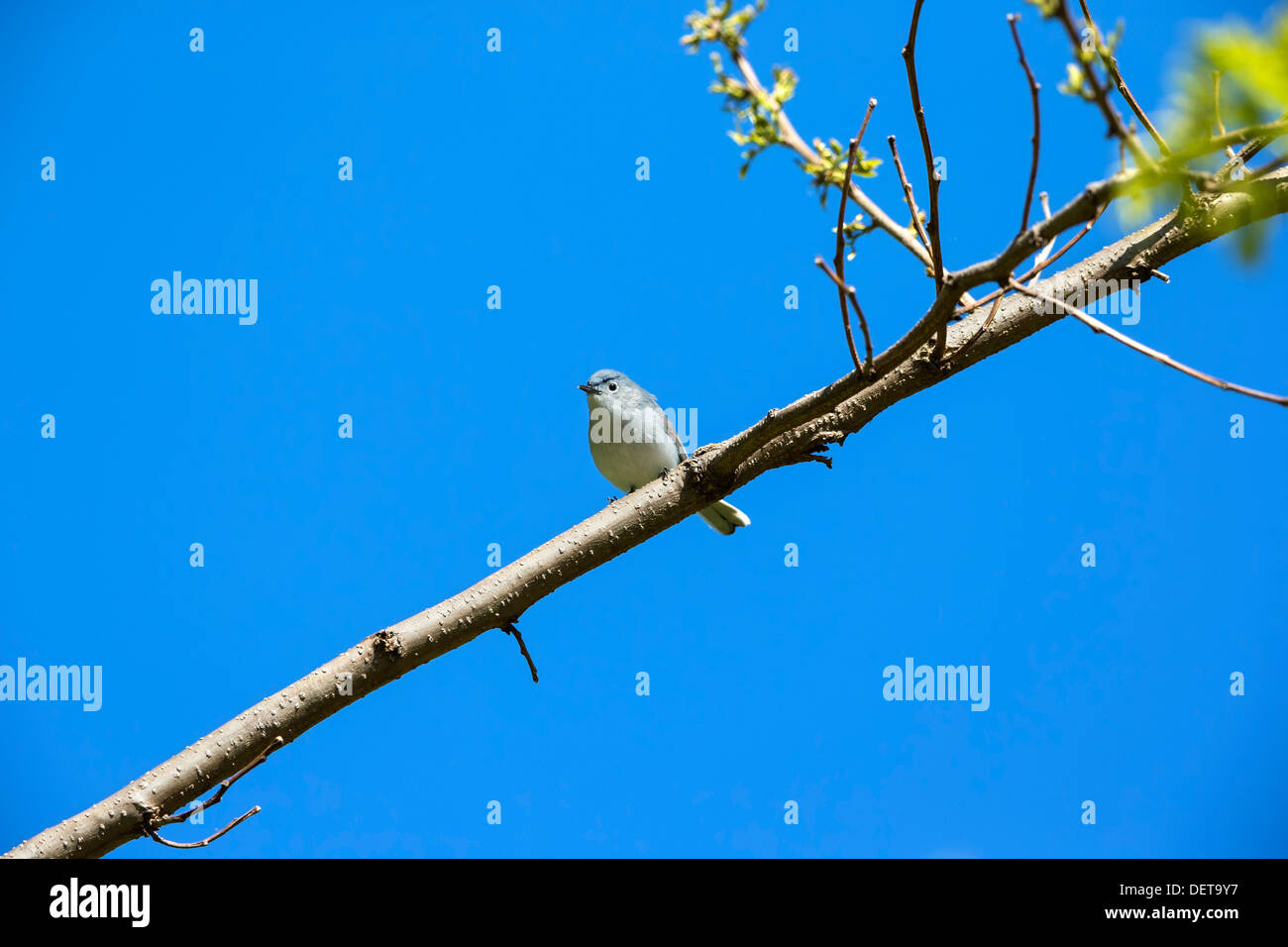 Small songbird perched on a branch with pleasing background - Blue-gray ...