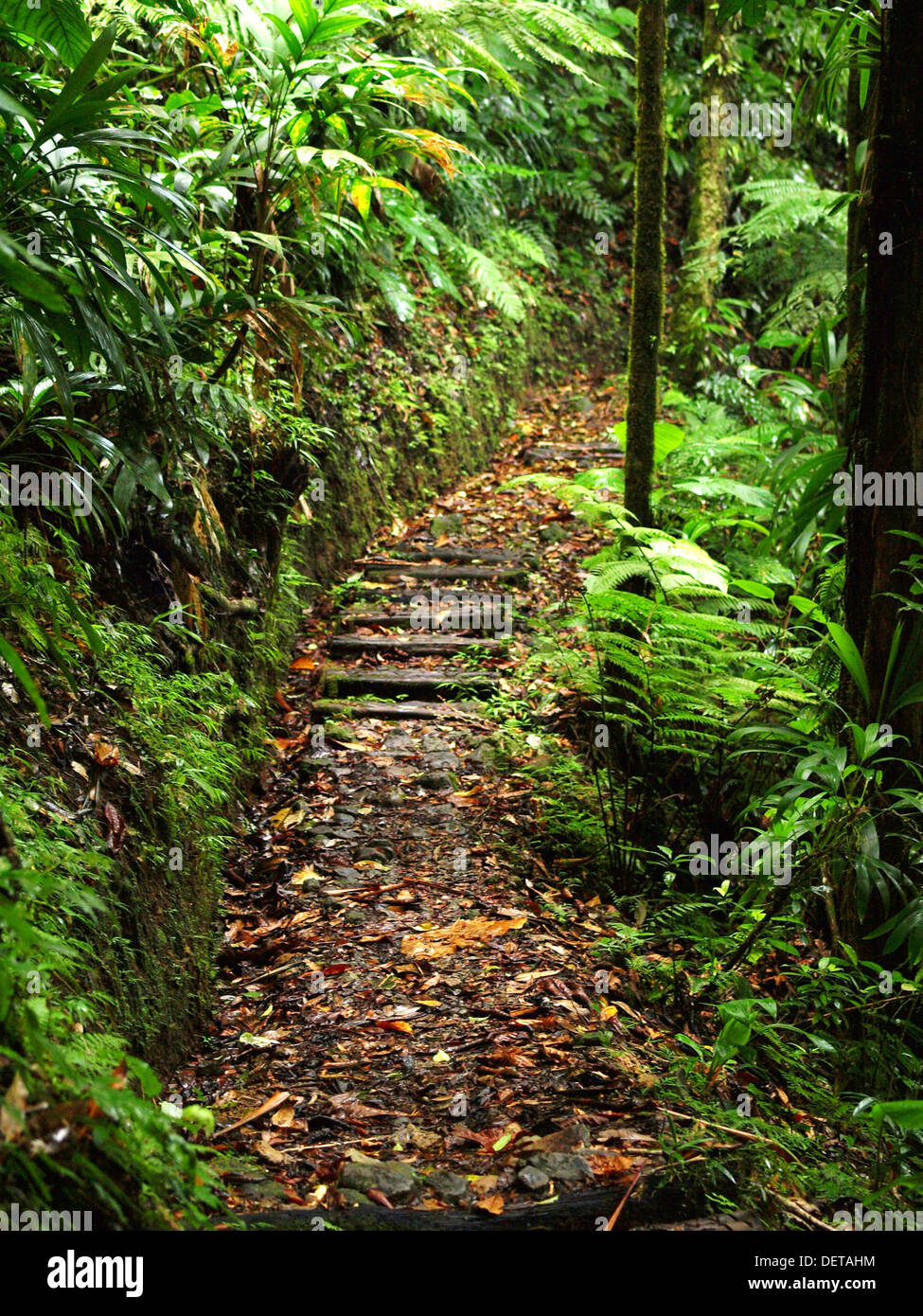 A section of the Middleham Falls trail in the Commonwealth of Dominica ...