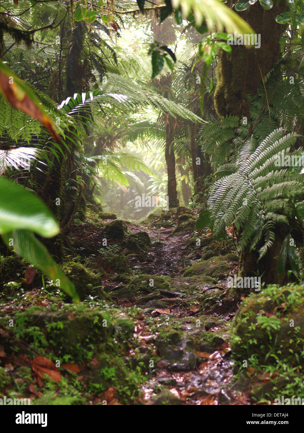 Lush rainforest foliage along the Boeri Lake trail in the Roseau Valley ...