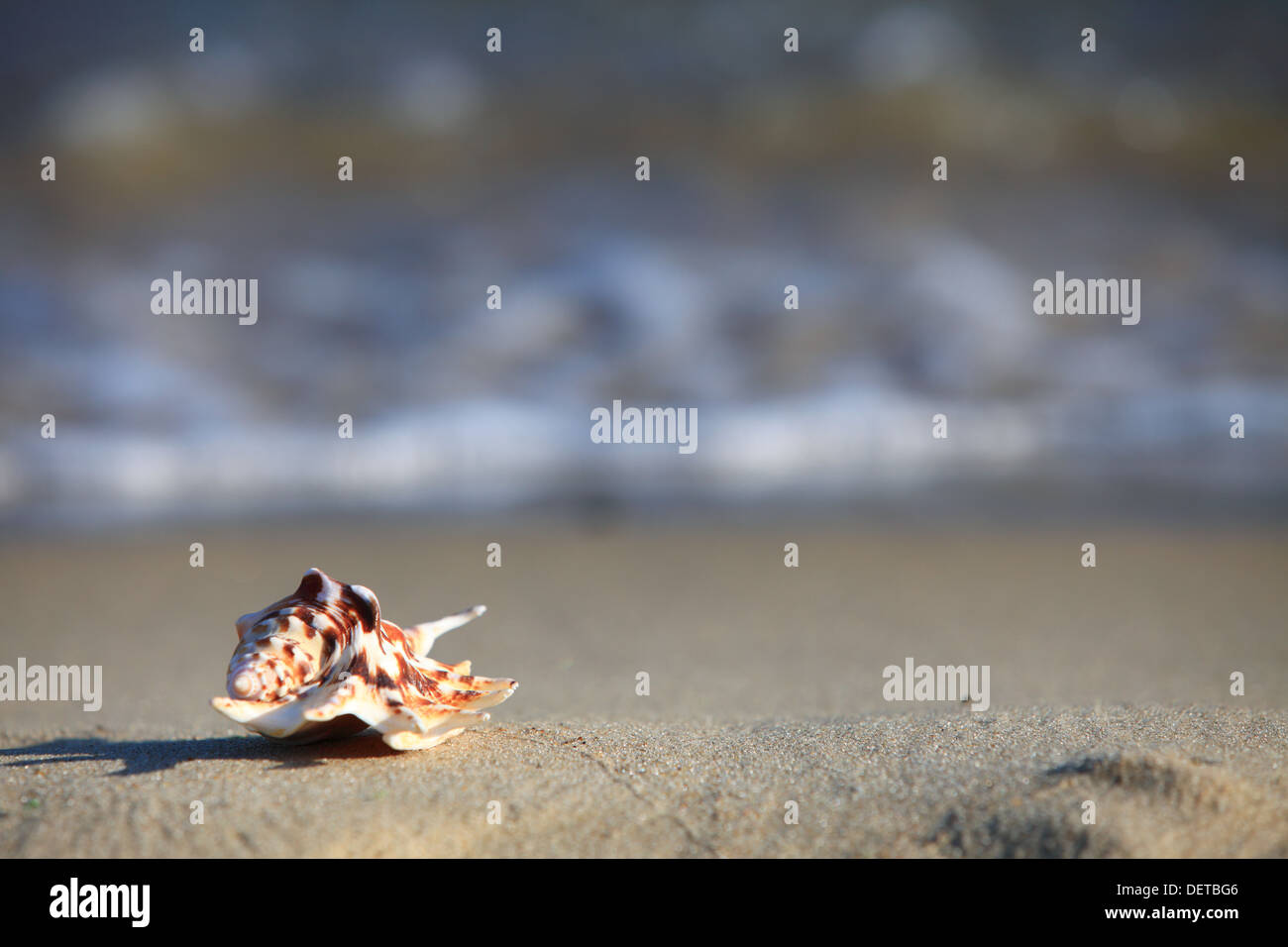 sea shell in the beach sand at ocean background. Summer vacation symbol ...
