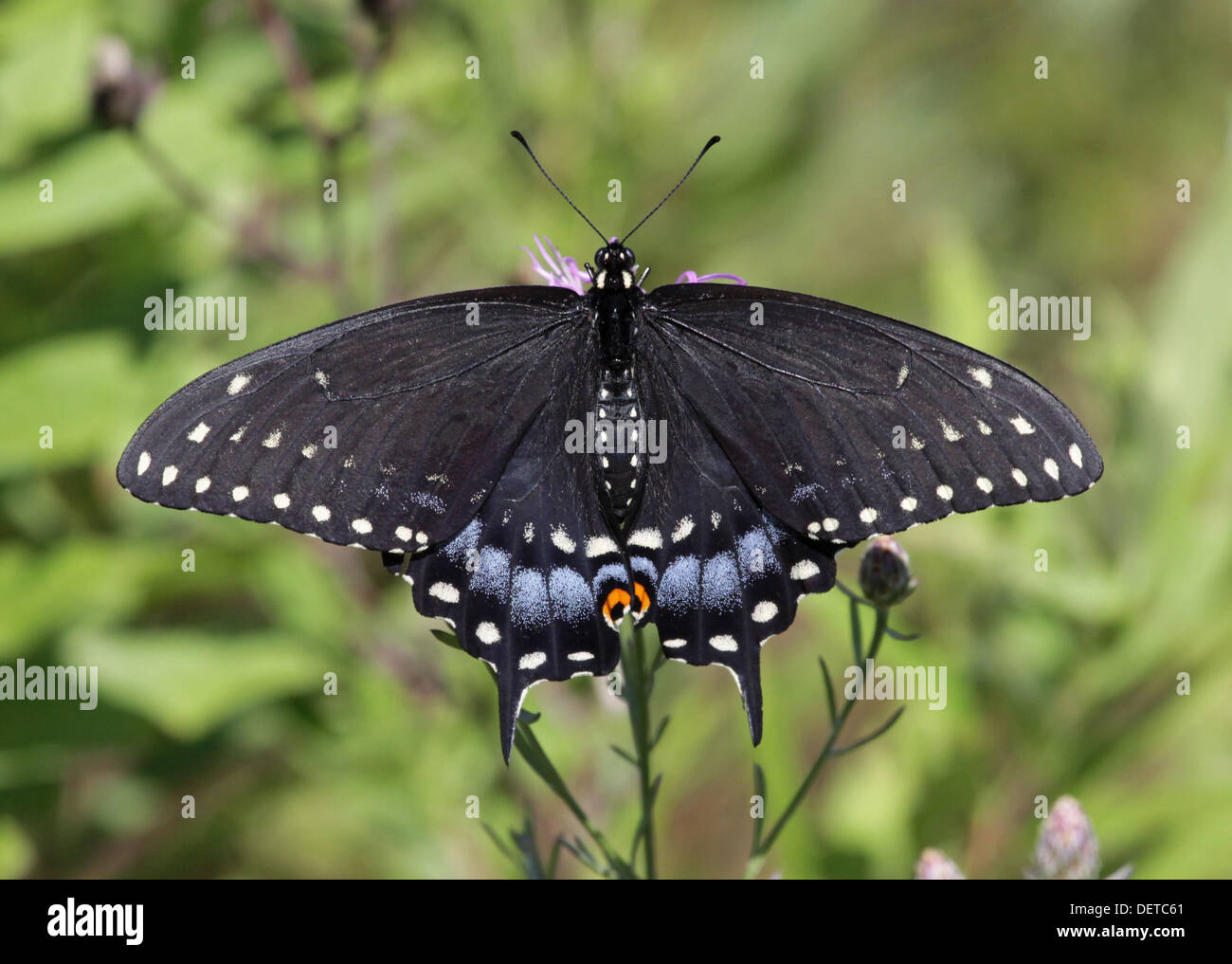 Female Eastern Black Swallowtail Ventral View Stock Photo - Alamy