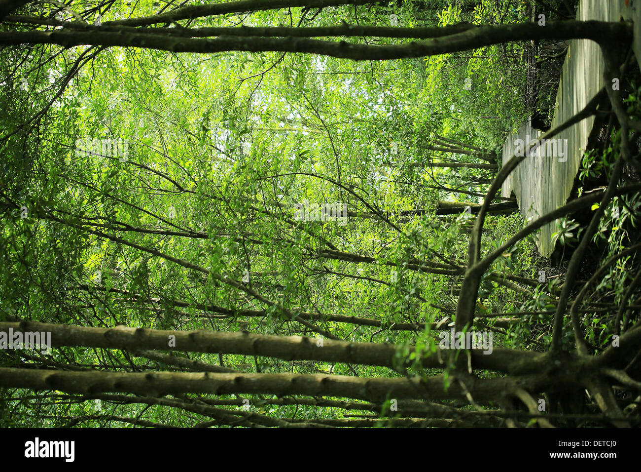 Tarakan hi-res stock photography and images - Alamy