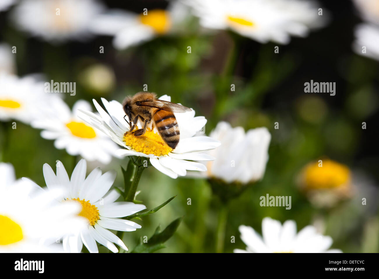 A bee collecting pollen from the centre of a white daisy flower Stock ...
