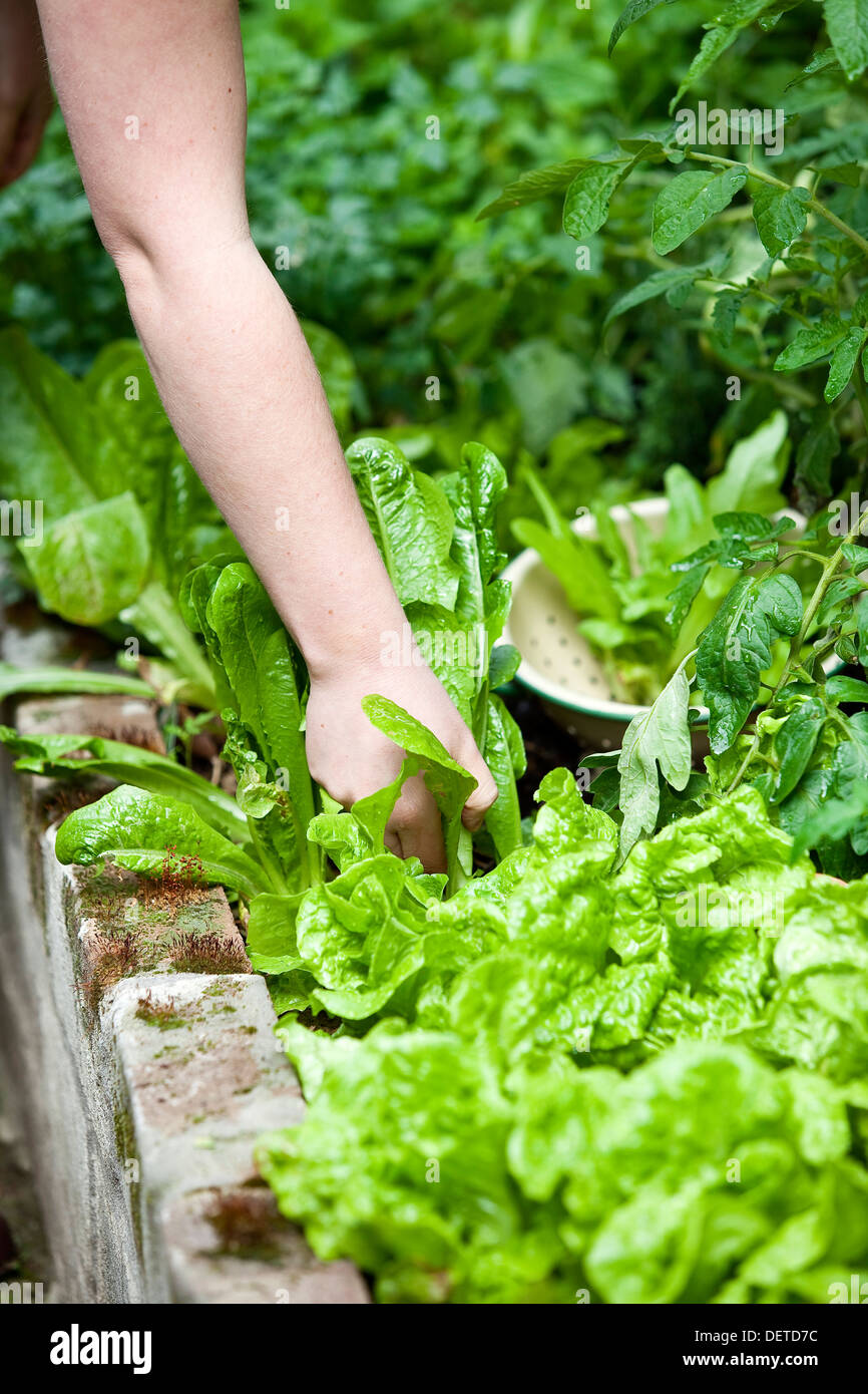 A girl picking lettuce leaves from a back yard vegie garden Stock Photo ...