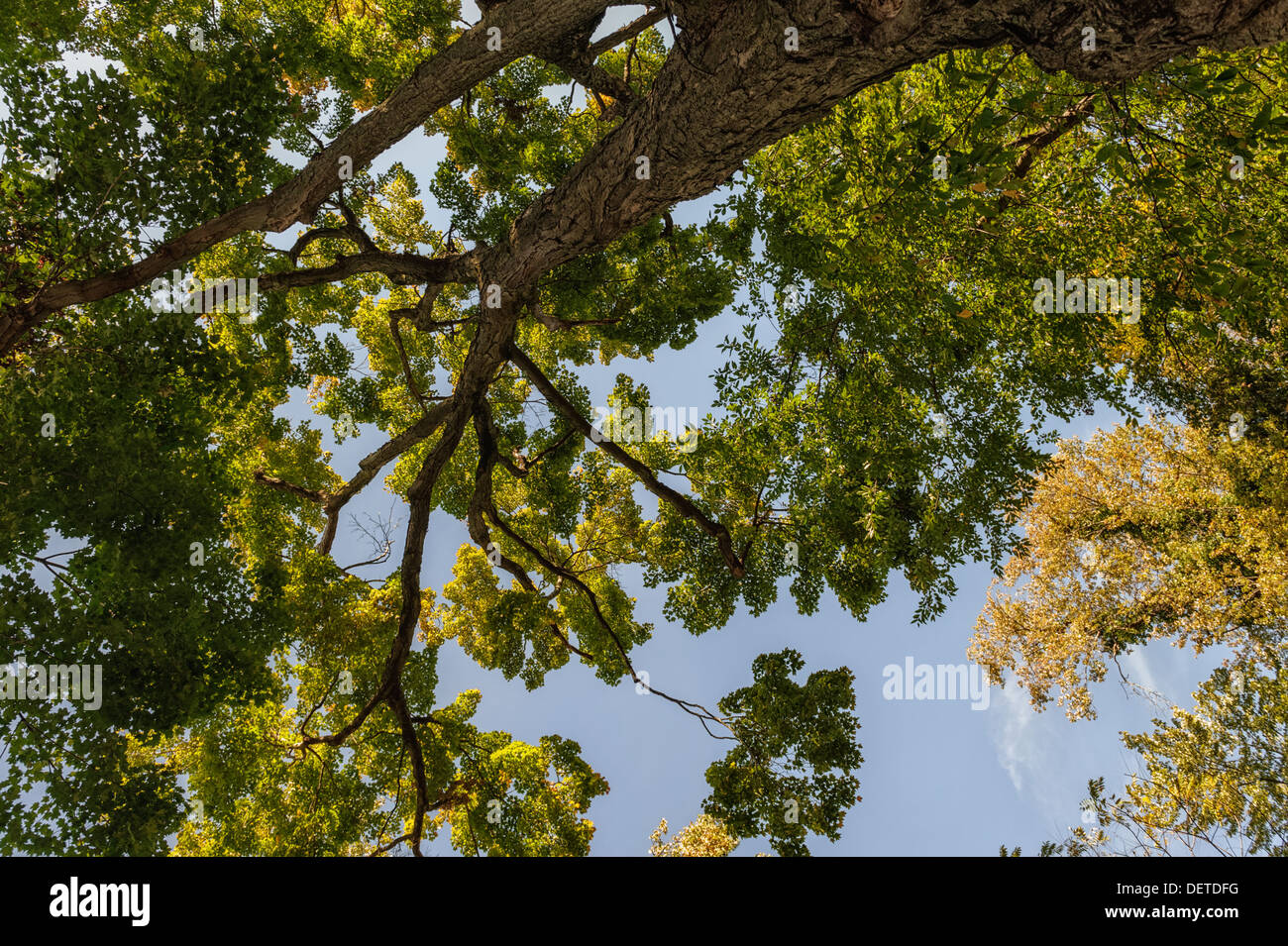 Majestic maple tree (Acer sp.) looking up at tree canopy from below ...