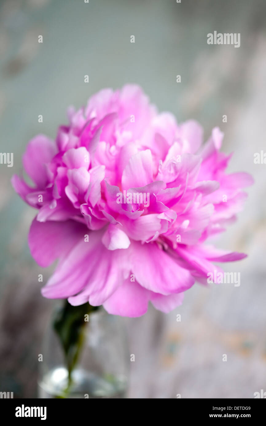 A single open pink peony flower on a rustic wood surface Stock Photo ...