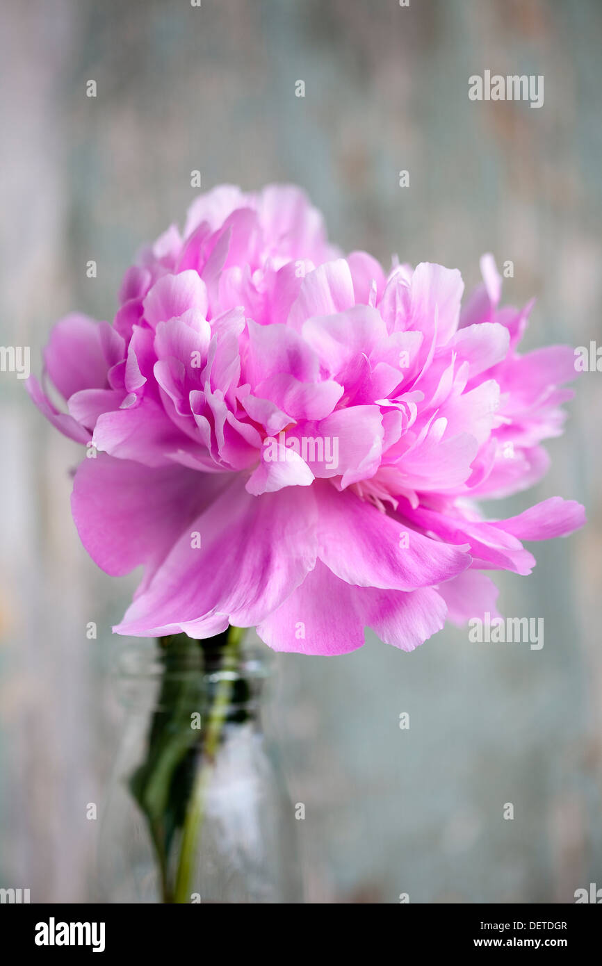 A single open pink peony flower on a rustic wood surface Stock Photo ...