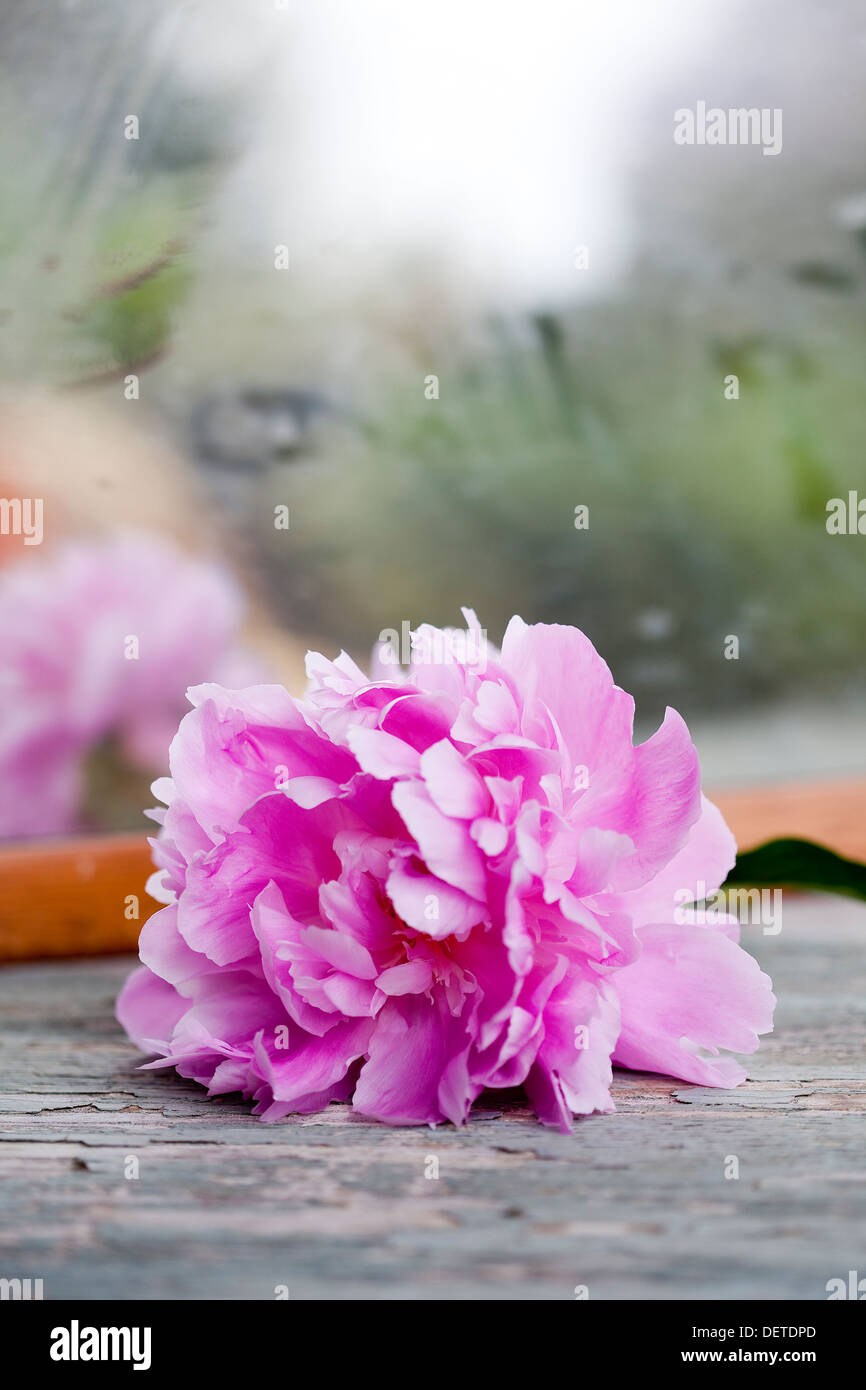 A single open pink peony flower on a rustic wood surface Stock Photo ...
