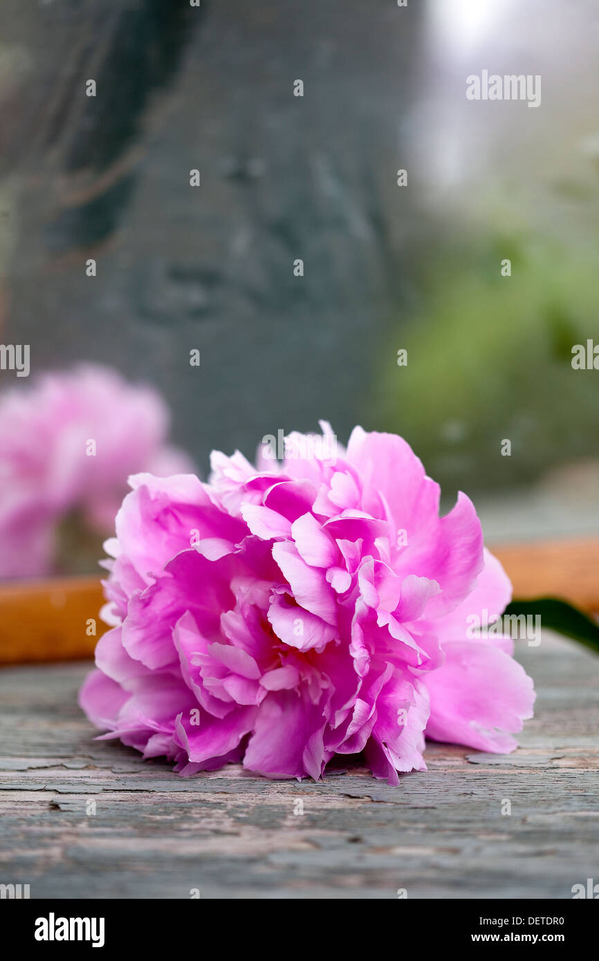A single open pink peony flower on a rustic wood surface Stock Photo ...