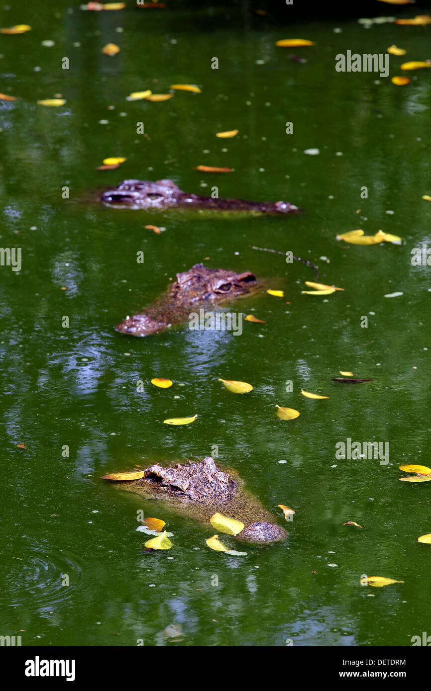 Crocodiles in green swamp Stock Photo - Alamy