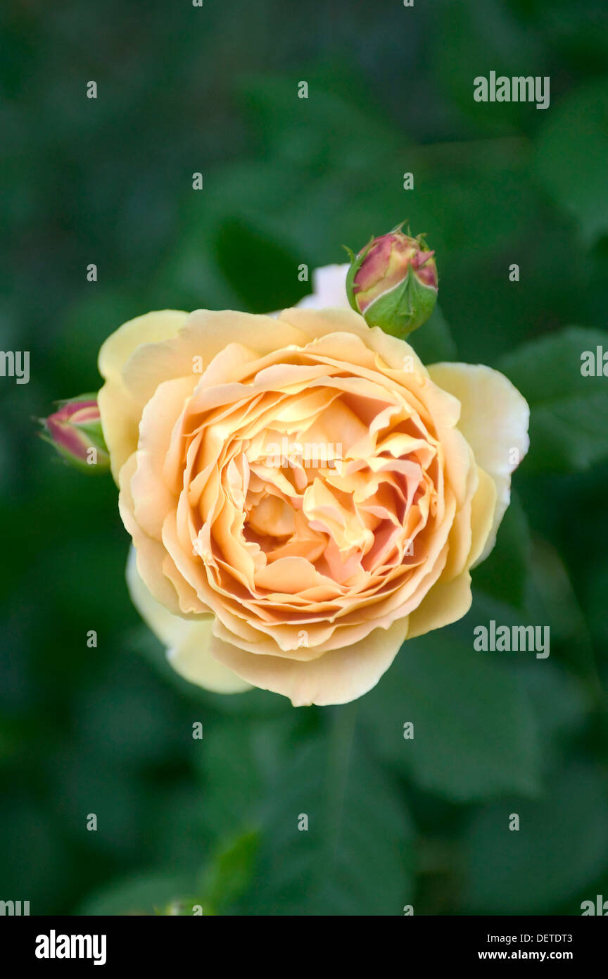 A close up of a light apricot-coloured rose Stock Photo - Alamy