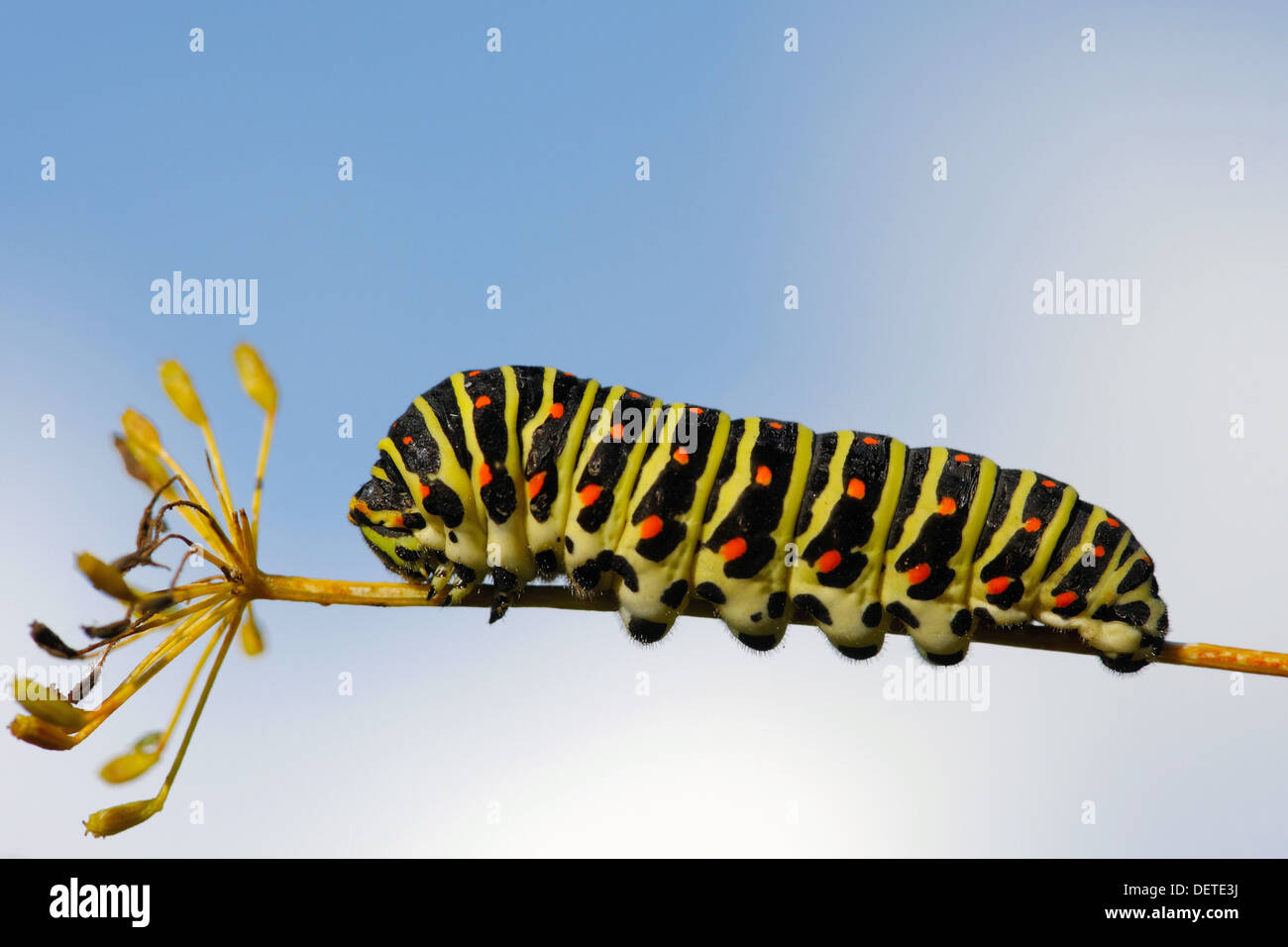 Invertebrate caterpillar swallowtail hi-res stock photography and ...