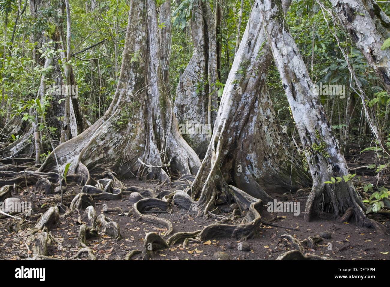Roots of rainforest trees, Carenero Island, Bocas del Toro Province ...