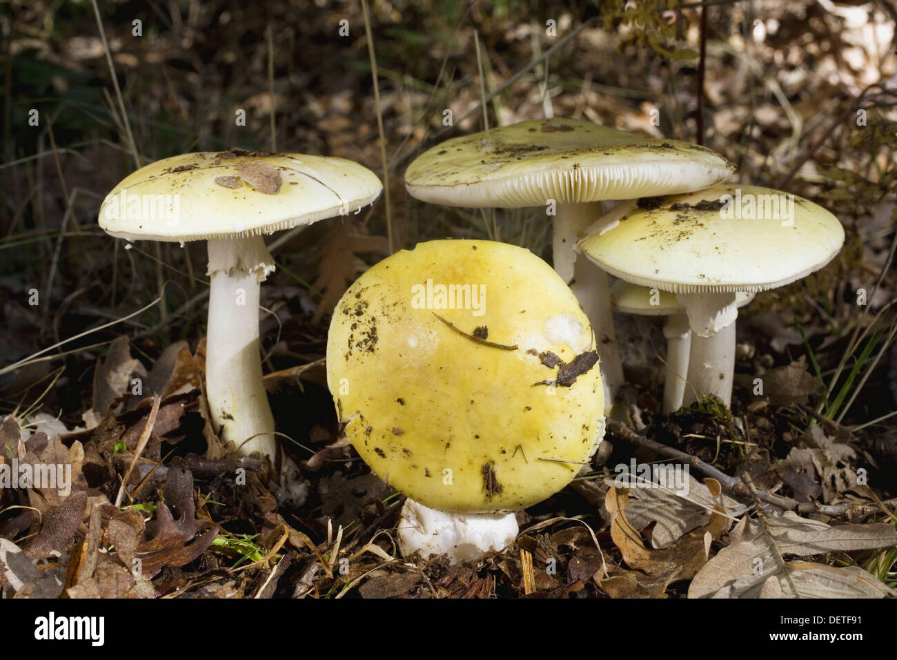 Death Cap Amanita Phalloides High Resolution Stock Photography and ...