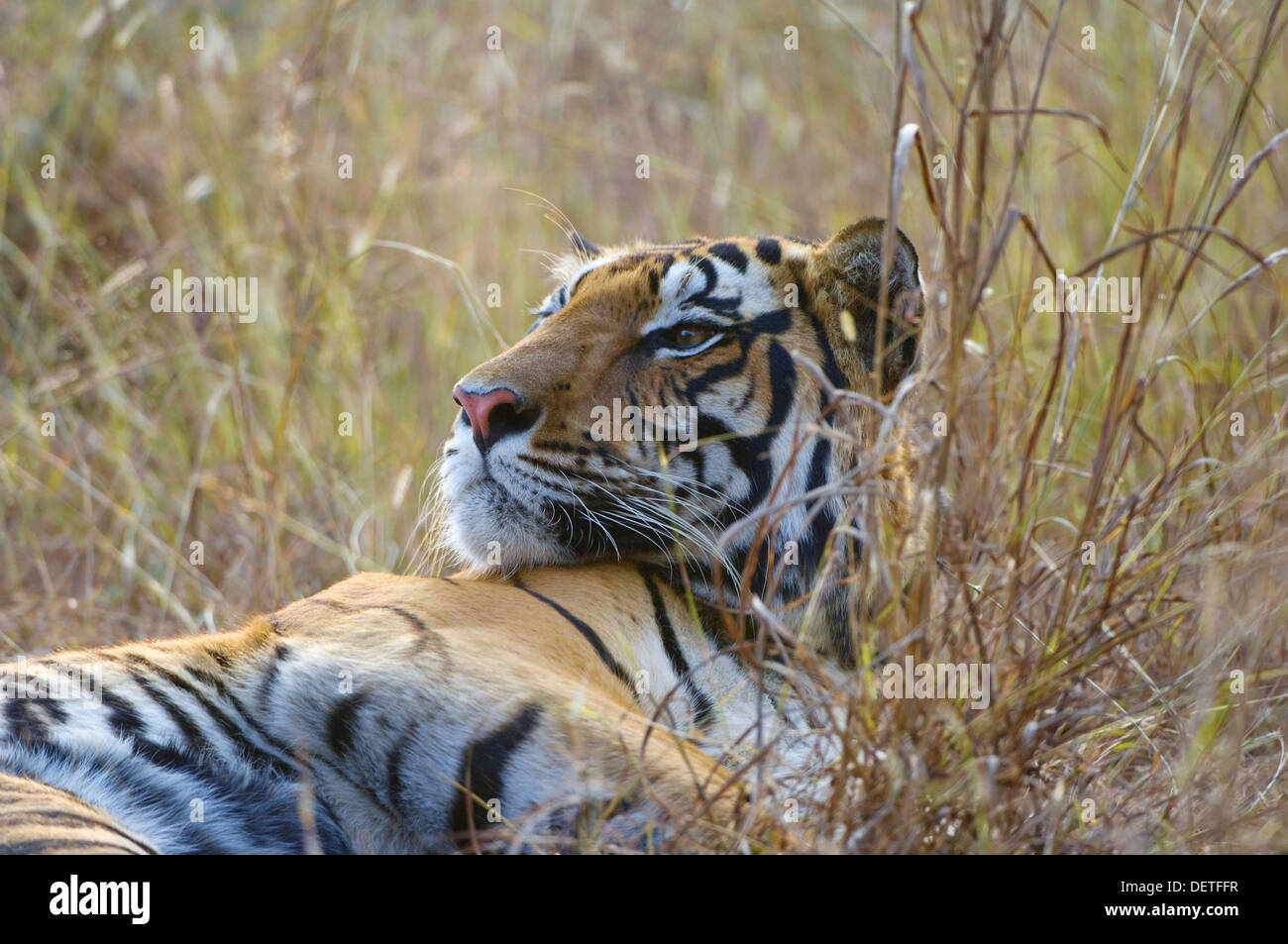 Animal laying down hi-res stock photography and images - Alamy