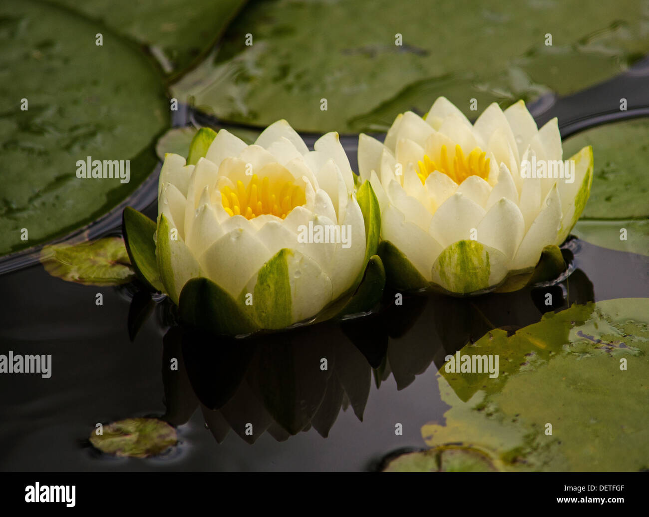 Water Lilies reflection Stock Photo - Alamy