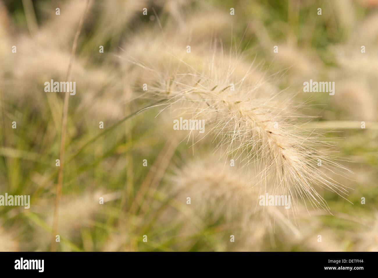 Feathertop fountain grass hi-res stock photography and images - Alamy