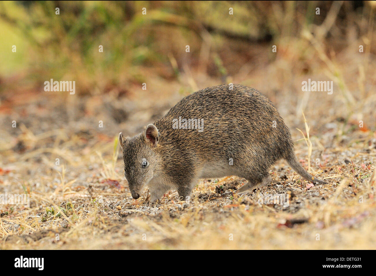 Southern Brown Bandicoot Isoodon obesulus Photographed in Tasmania ...